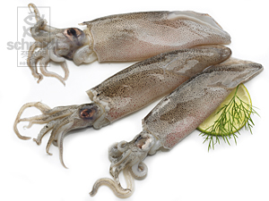 Inktvis Kopen: Verse Inktvis Prijs & Bestellen | Schmidt Zeevis