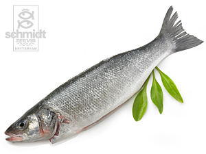 Zeebaars Kopen: Verse Zeebaars filet prijs / kilo | Schmidt Zeevis